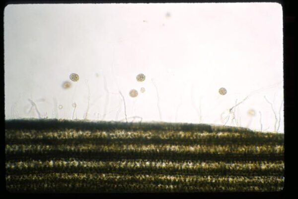 Diagnosis of Pythiosis – Pan American Veterinary Laboratories